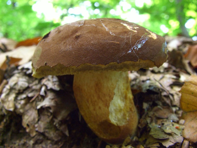 xerocomus.... , Natura Mediterraneo | Forum Naturalistico