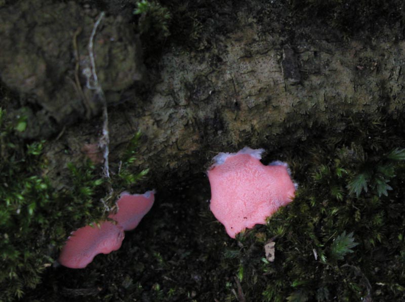 ...muffe??? , Natura Mediterraneo | Forum Naturalistico