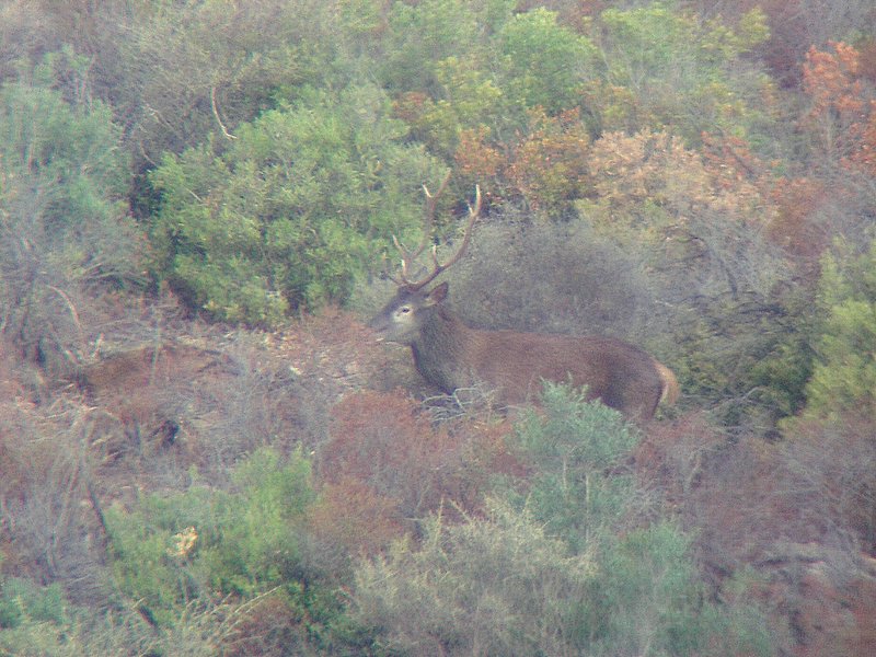 Cervus elaphus corsicanus (cervo sardo) , Natura Mediterraneo | Forum ...
