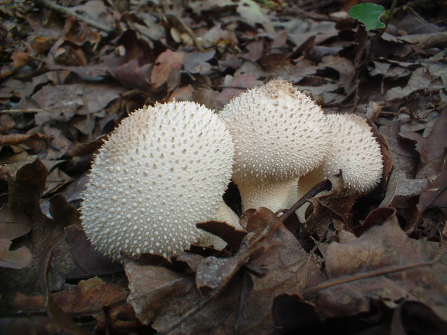 Craterellus tubaeformis, Lycoperdon caudatum (?) , Natura Mediterraneo ...