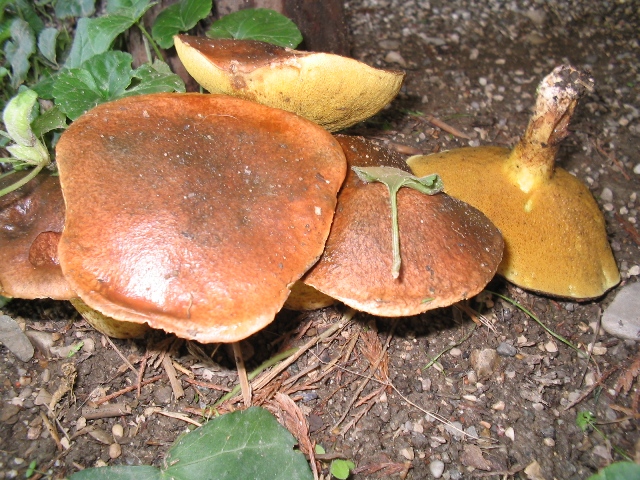 Suillus collinitus , Natura Mediterraneo | Forum Naturalistico