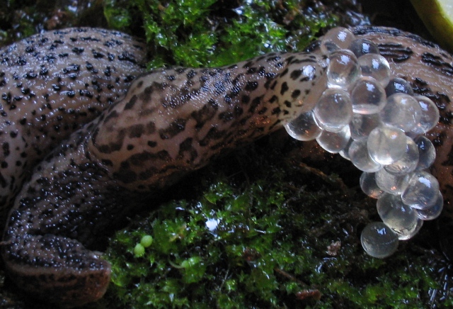 Limax maximus che depone le uova (Monteveglio - BO) , Natura ...