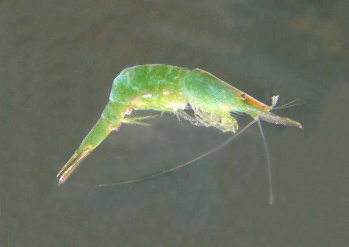 Hyppolite inermis e zoea di un granchio , Natura Mediterraneo | Forum ...