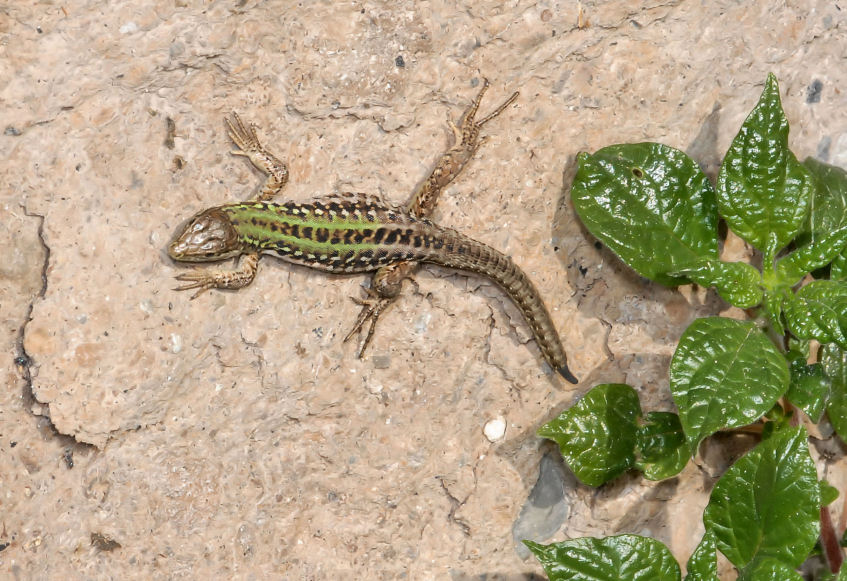 Lucertola e piccola mosca bianconera , Natura Mediterraneo | Forum ...