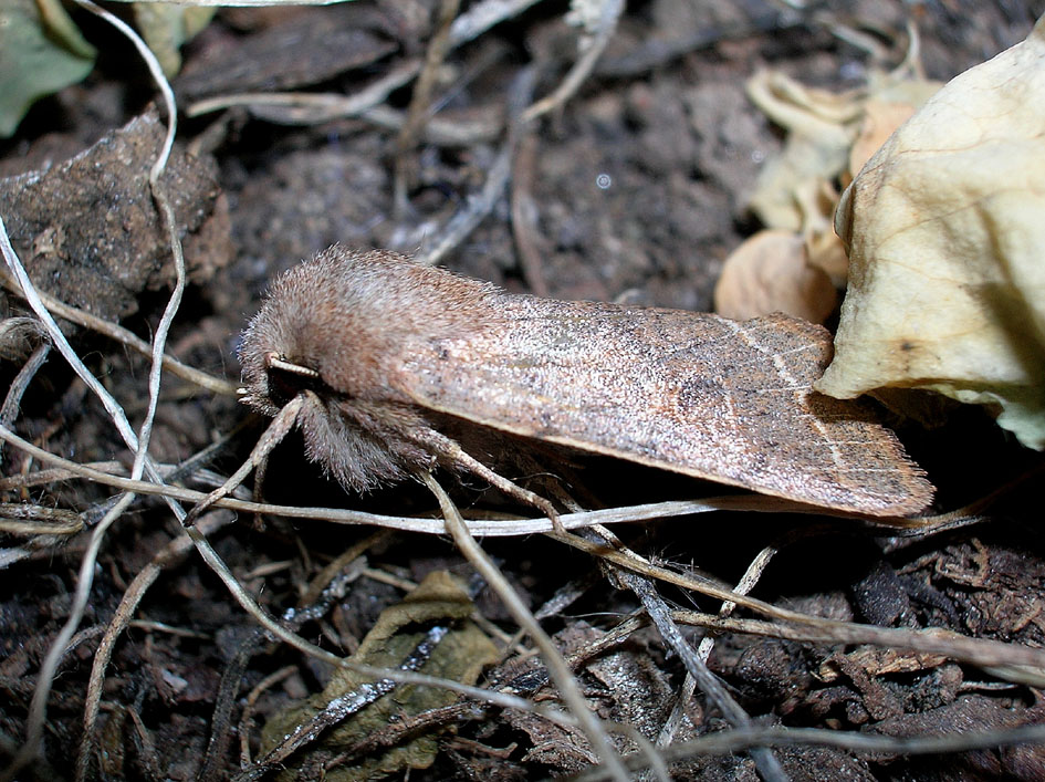 Orthosia cerasi , Natura Mediterraneo | Forum Naturalistico