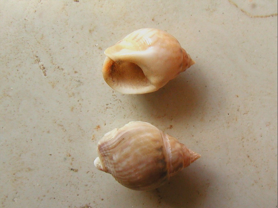 Famiglia Nassaridae , Natura Mediterraneo | Forum Naturalistico