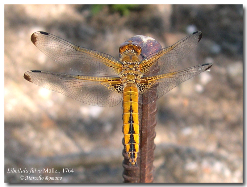 Incontro con una Libellula in Grecia: Libellula fulva , Natura ...