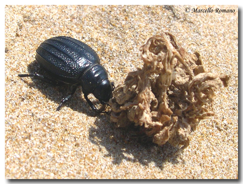 Pimelia bipunctata - sulla sabbia calda , Natura Mediterraneo | Forum ...