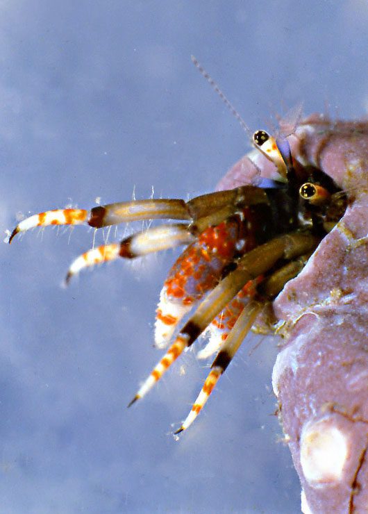 Alpheus dentipes, Calcinus tubularis e Athanas nitescens , Natura ...
