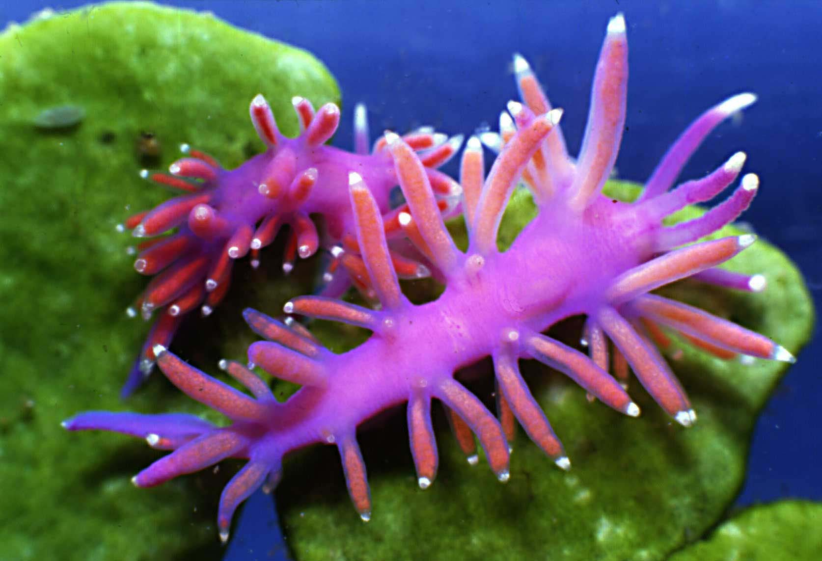 Gasteropodi Opistobranchi e...... Nudibranchi , Natura Mediterraneo ...