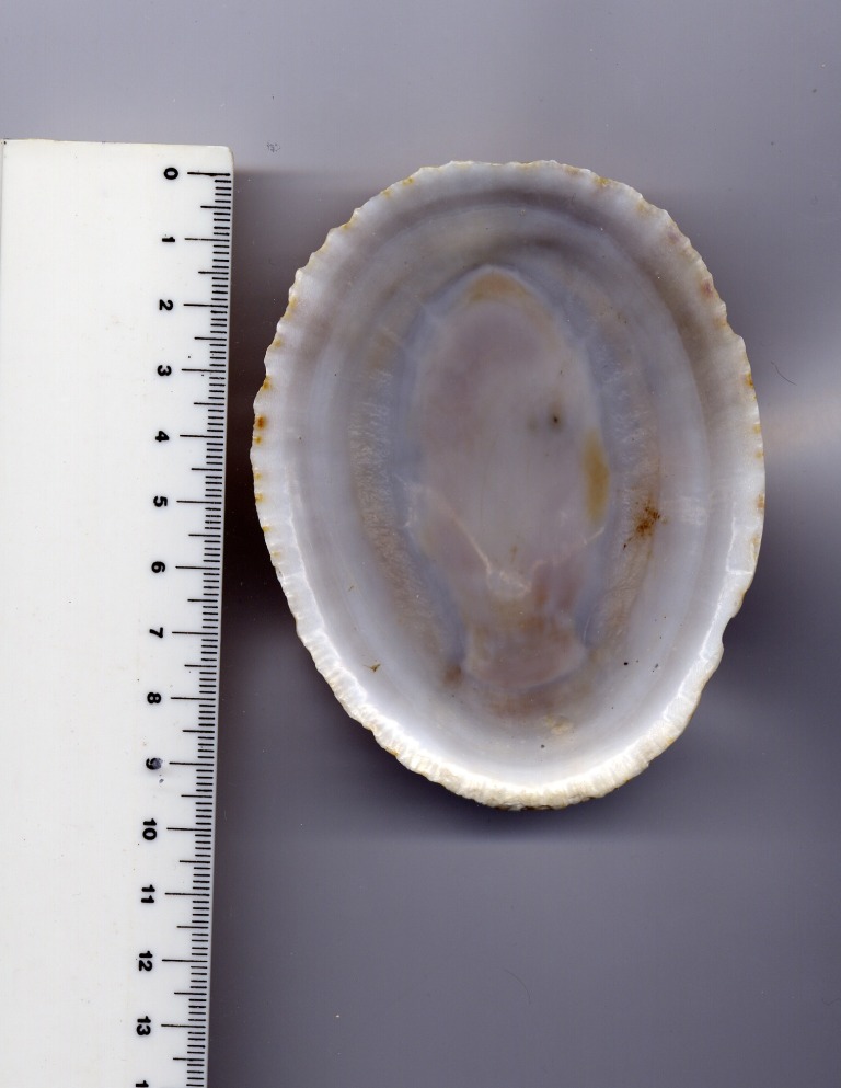 Patella nigra e Patella intermedia , Natura Mediterraneo | Forum ...