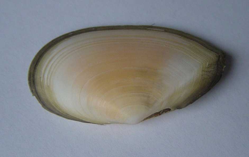 Tellina planata , Natura Mediterraneo | Forum Naturalistico