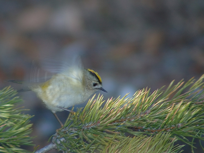 Regolo - Regulus regulus , Natura Mediterraneo | Forum Naturalistico