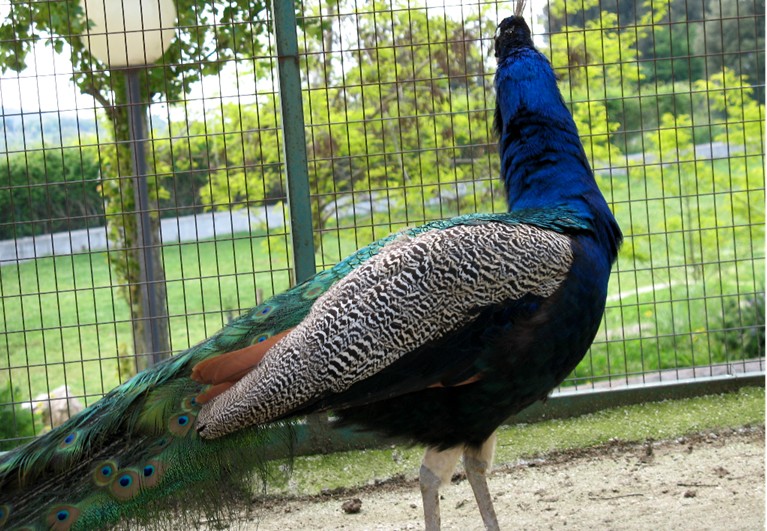 Pavone , Natura Mediterraneo | Forum Naturalistico