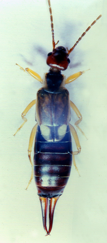 Guanchia pubescens , Natura Mediterraneo | Forum Naturalistico