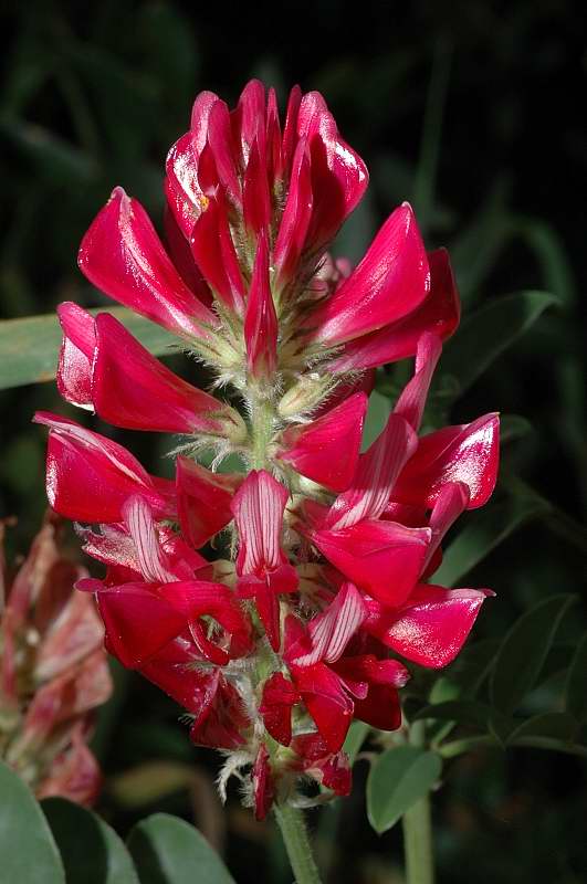 Sulla coronaria (=Hedysarum coronarium) / Sulla comune , Natura ...