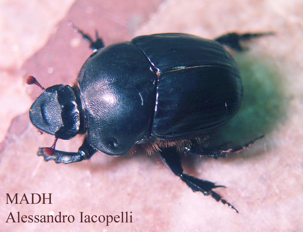 Bubas bison , Natura Mediterraneo | Forum Naturalistico