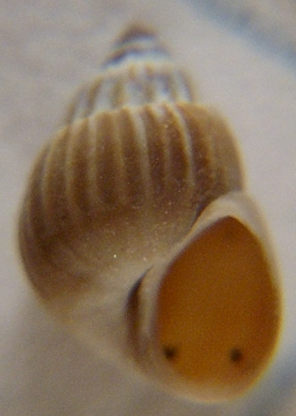 Pusilline.... , Natura Mediterraneo | Forum Naturalistico