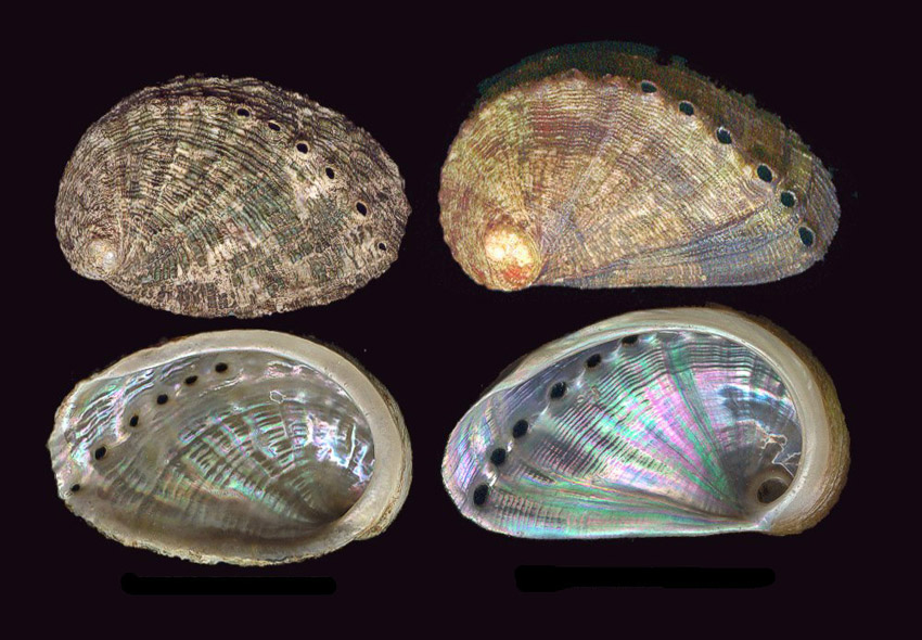 Famiglia Haliotidae nel Mediterraneo (bozza) , Natura Mediterraneo ...