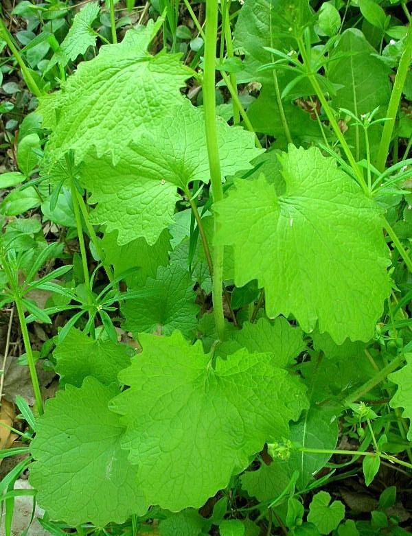 Alliaria petiolata / Alliaria comune , Natura Mediterraneo | Forum ...
