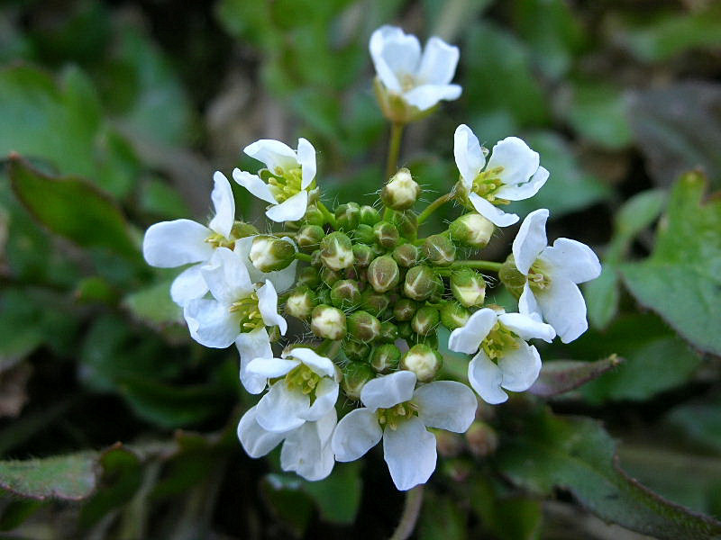 Capsella grandiflora / Borsapastore a fiori grandi , Natura ...