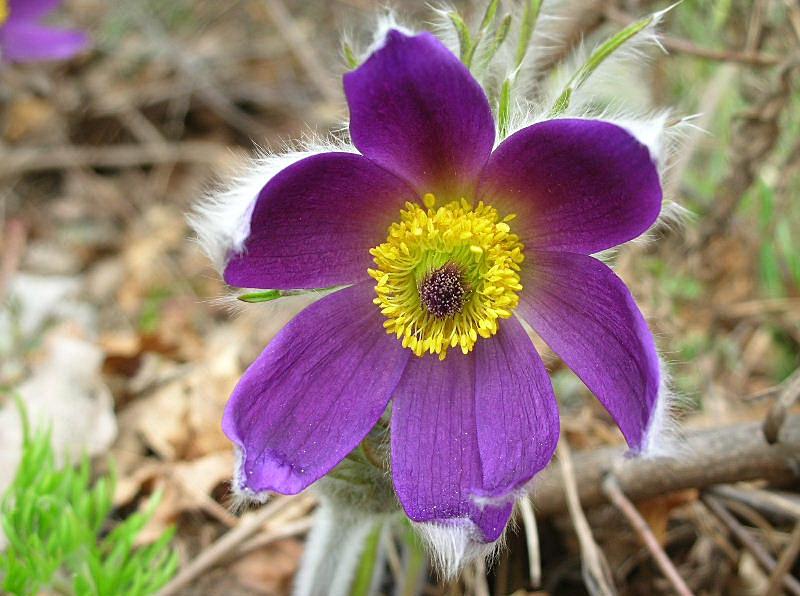 Pulsatilla montana / Pulsatilla comune , Natura Mediterraneo | Forum ...