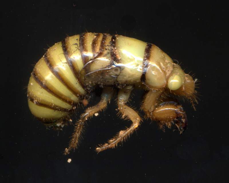 Tibicina sp. , Natura Mediterraneo | Forum Naturalistico