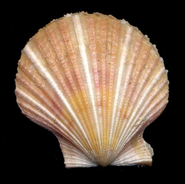 Manupecten pesfelis , Natura Mediterraneo | Forum Naturalistico