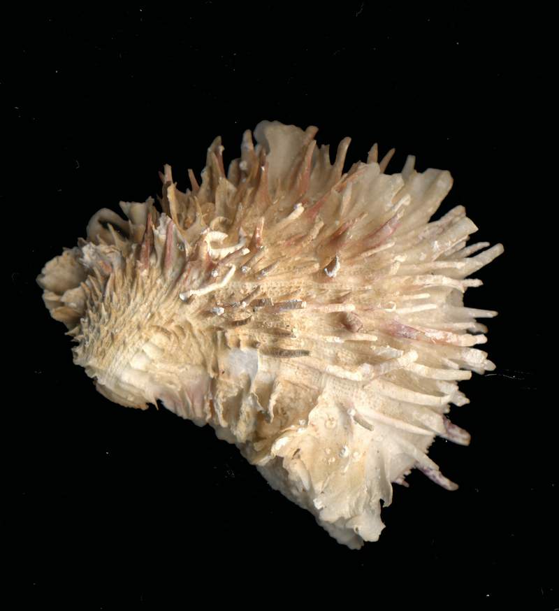 Spondylus spinosus , Natura Mediterraneo | Forum Naturalistico