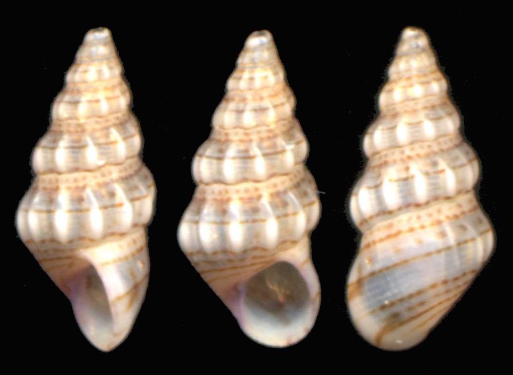 Rissoa labiosa e Rissoa variabilis , Natura Mediterraneo | Forum ...