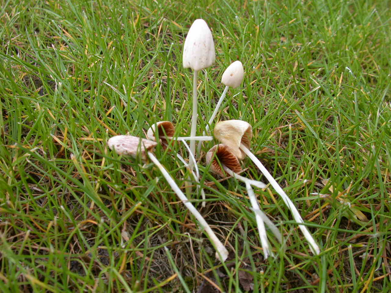 Stesso habitat... , Natura Mediterraneo | Forum Naturalistico