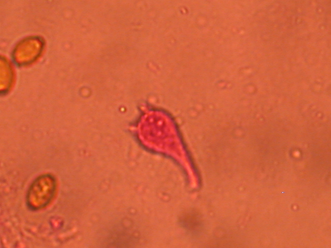 Stesso habitat... , Natura Mediterraneo | Forum Naturalistico