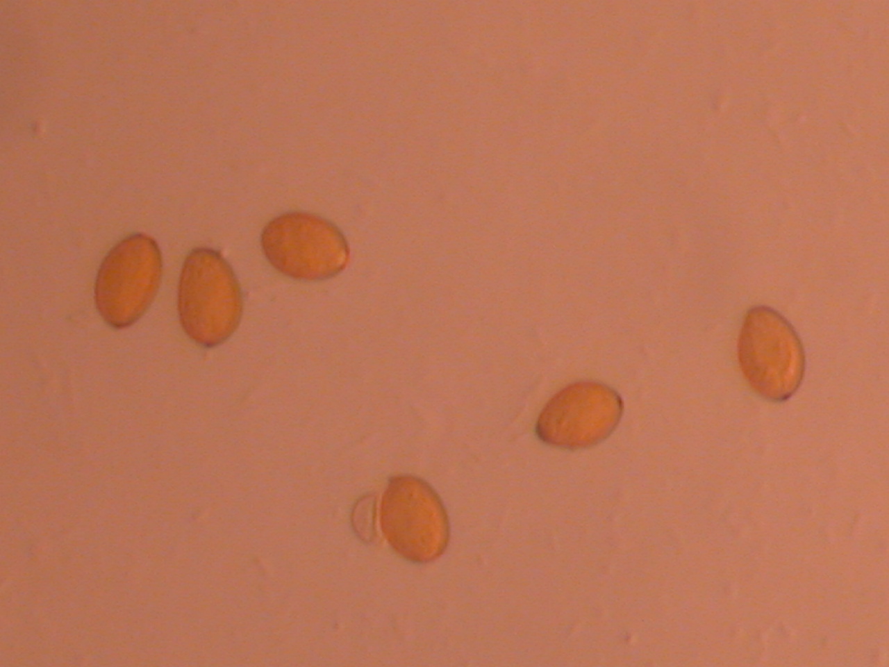 Stesso habitat... , Natura Mediterraneo | Forum Naturalistico