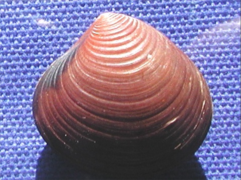 Astarte sulcata e Astarte fusca , Natura Mediterraneo | Forum Naturalistico