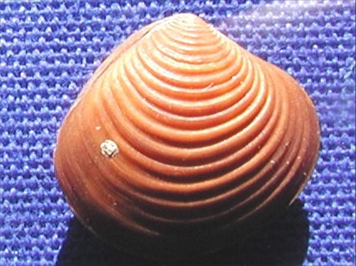 Astarte sulcata e Astarte fusca , Natura Mediterraneo | Forum Naturalistico