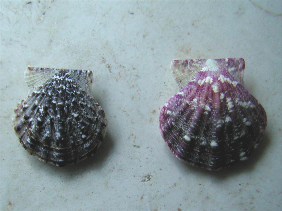 Chlamys , Natura Mediterraneo | Forum Naturalistico