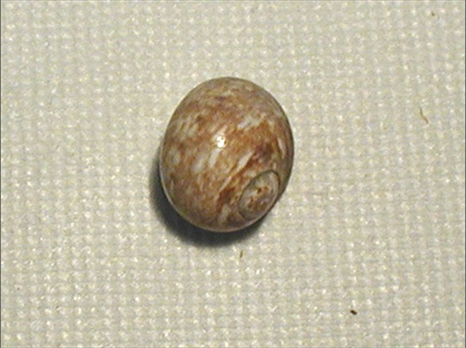 Famiglia Naticidae , Natura Mediterraneo | Forum Naturalistico