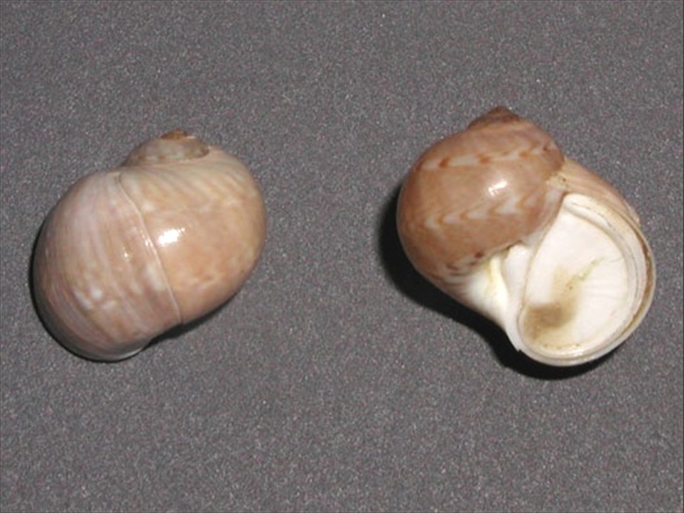 Famiglia Naticidae , Natura Mediterraneo | Forum Naturalistico