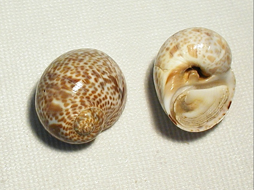 Famiglia Naticidae , Natura Mediterraneo | Forum Naturalistico