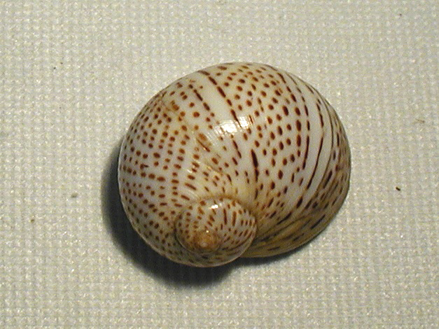 Famiglia Naticidae , Natura Mediterraneo | Forum Naturalistico