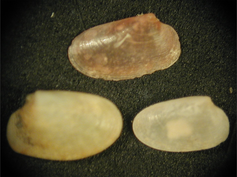 Famiglia Tellinidae nel Mediterraneo , Natura Mediterraneo | Forum ...