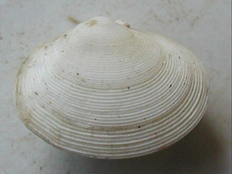 Famiglia Tellinidae nel Mediterraneo , Natura Mediterraneo | Forum ...