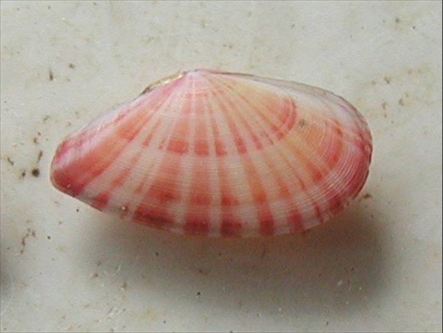 Famiglia Tellinidae nel Mediterraneo , Natura Mediterraneo | Forum ...