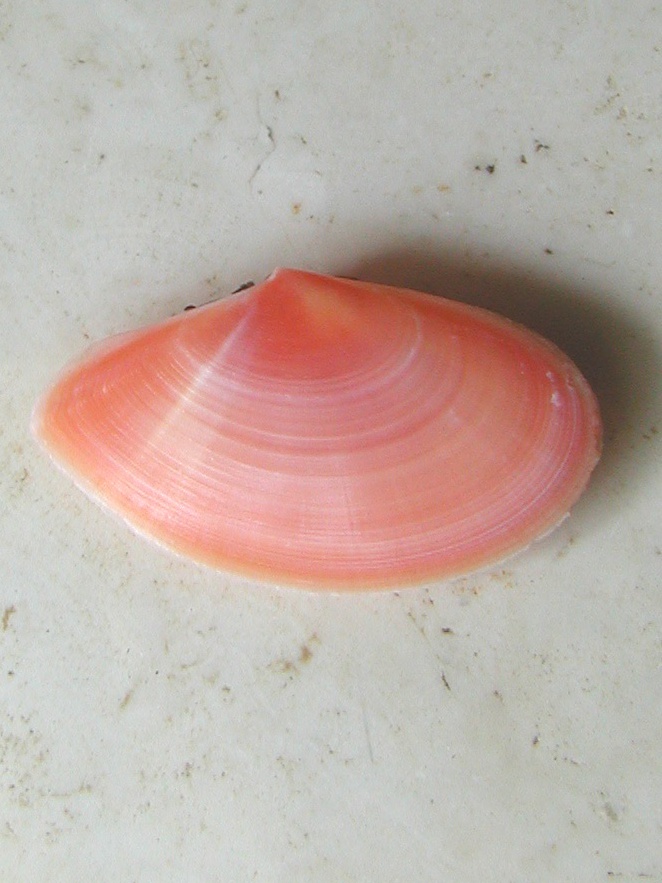 Famiglia Tellinidae nel Mediterraneo , Natura Mediterraneo | Forum ...