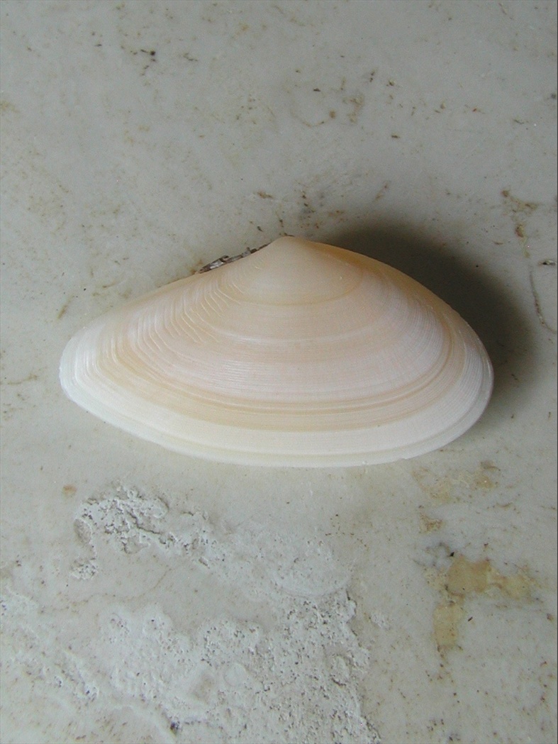 Famiglia Tellinidae nel Mediterraneo , Natura Mediterraneo | Forum ...