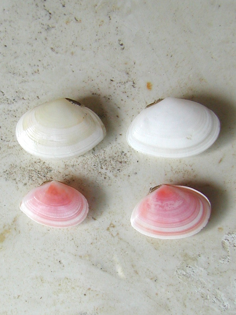 Famiglia Tellinidae nel Mediterraneo , Natura Mediterraneo | Forum ...