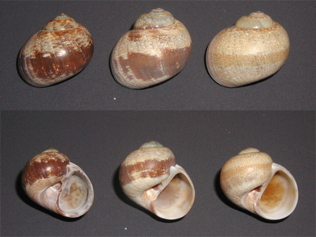 Famiglia Naticidae , Natura Mediterraneo | Forum Naturalistico