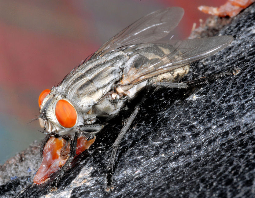 Moscone , Natura Mediterraneo | Forum Naturalistico