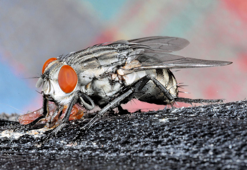 Moscone , Natura Mediterraneo | Forum Naturalistico