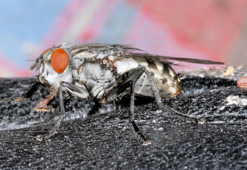 Moscone , Natura Mediterraneo | Forum Naturalistico